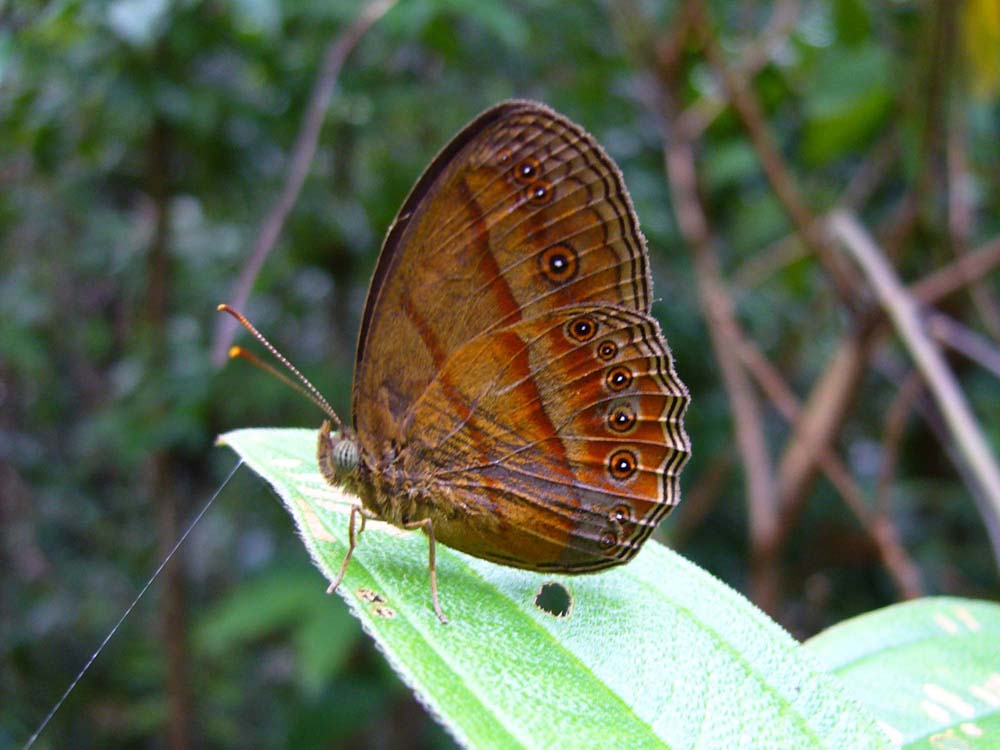 Gallery_7|ジャノメチョウ亜科(Satyrinae)